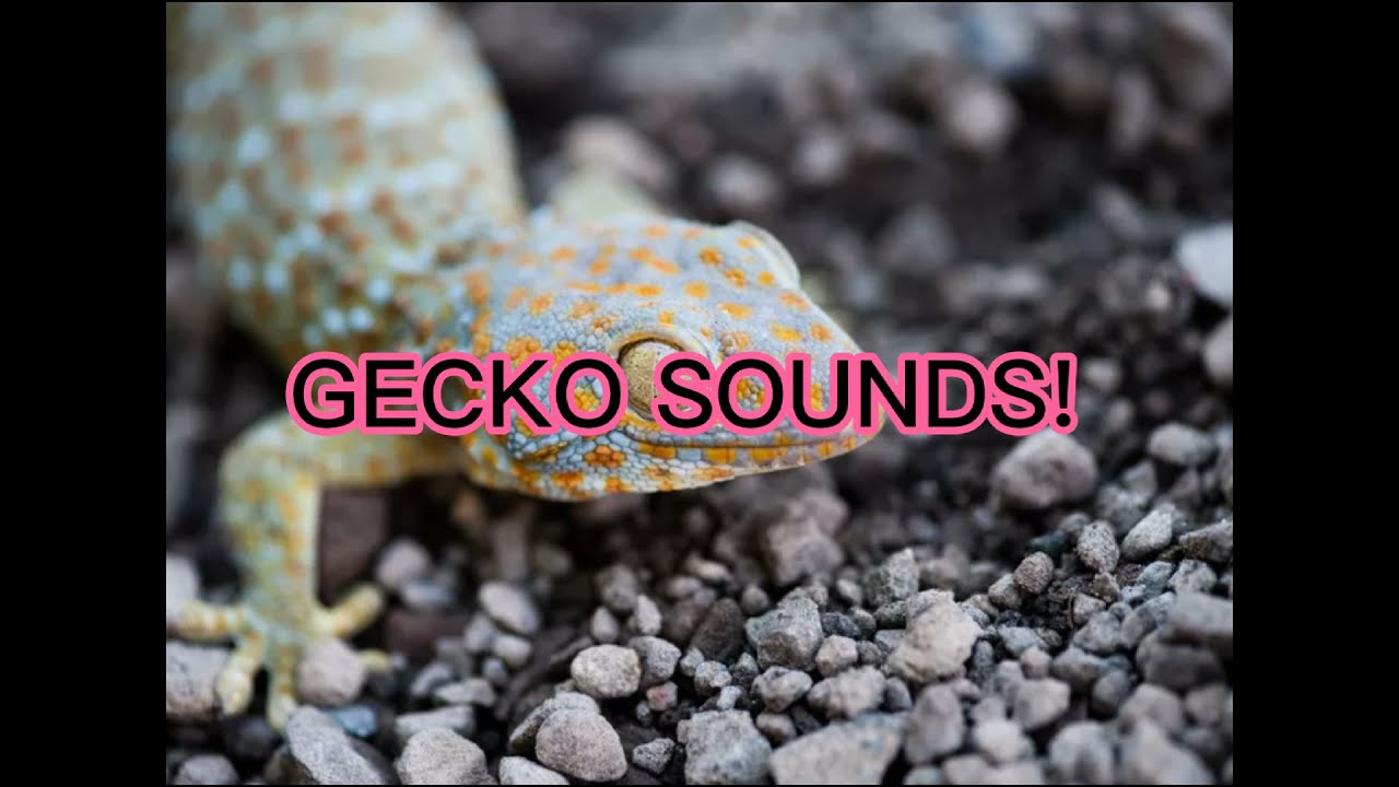 Gecko Sounds - YouTube