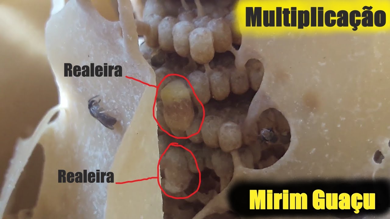 multiplicação de ASF Mirim Guaçu (Plebeia Remota) com muito sucesso ...