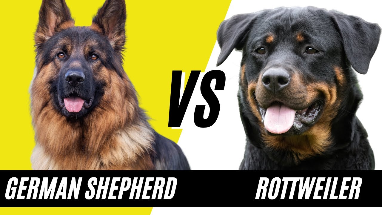 Rottweiler Vs German Shepherd Comparison