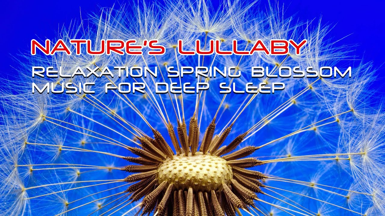 Nature's Lullaby: Relaxing Spring Blossom Music for Deep Sleep - YouTube