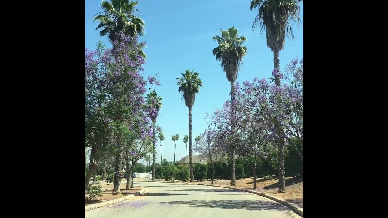 Checking out Nature in Riverside CA | Jacaranda Trees in full bloom ...