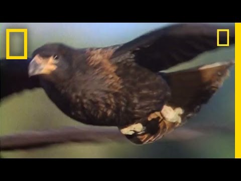 Johnny Rooks Stalk Fur Seal Pup - YouTube