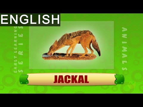 Jackal - Animals - Pre School - Animated Educational Videos For Kids