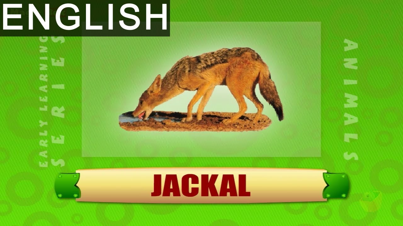 Jackal - Animals - Pre School - Animated Educational Videos For Kids ...