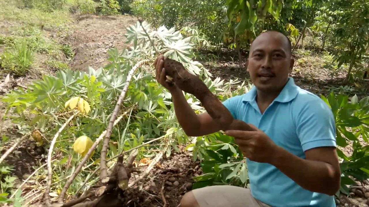 How to harvest casava| Harvesting kamotingkahoy| Fresh Casava| part 1 ...