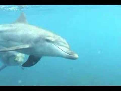 Two dolphins play-fighting - YouTube