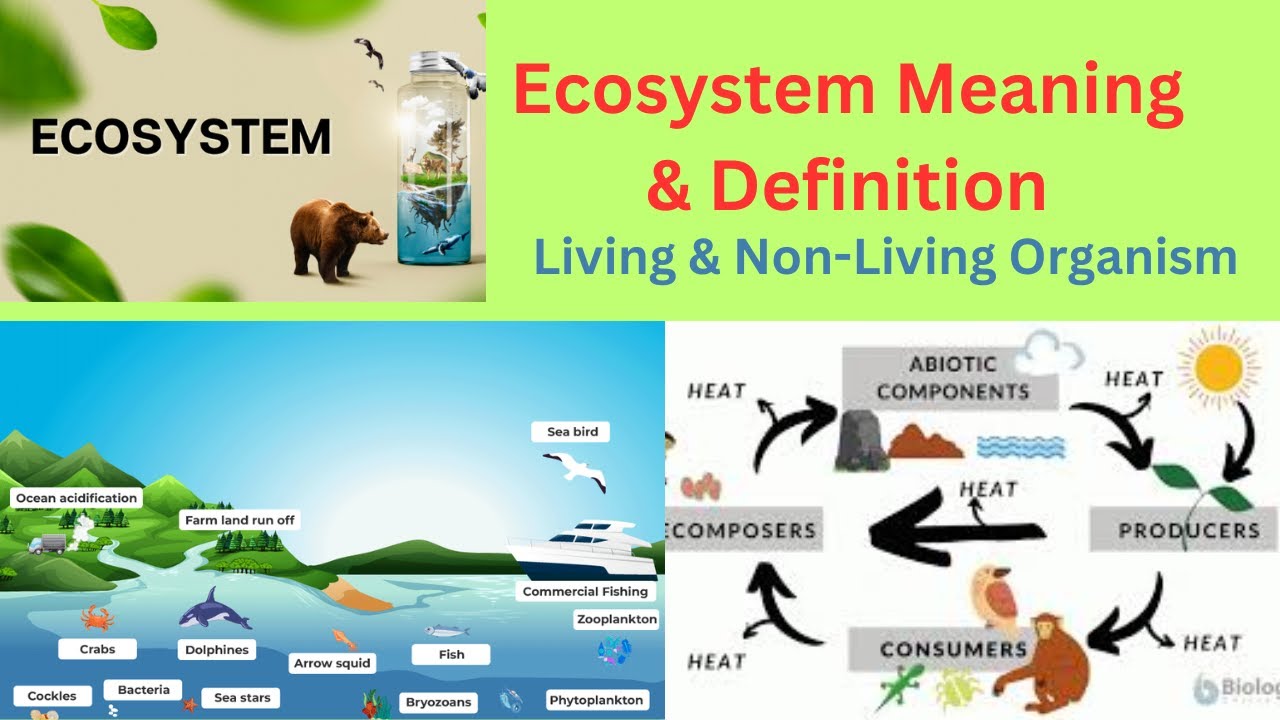 Meaning of Ecosystem || Interaction || Living & Non-Living Organisms ...