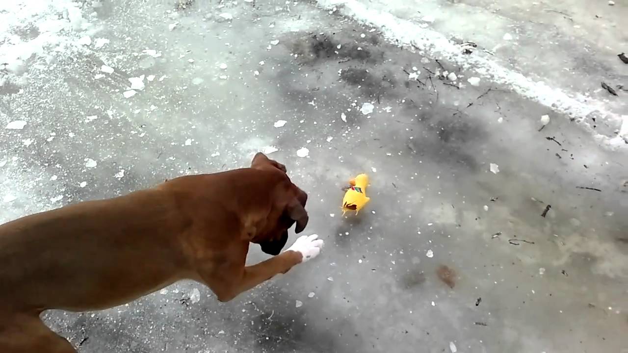 boxer and duck - YouTube