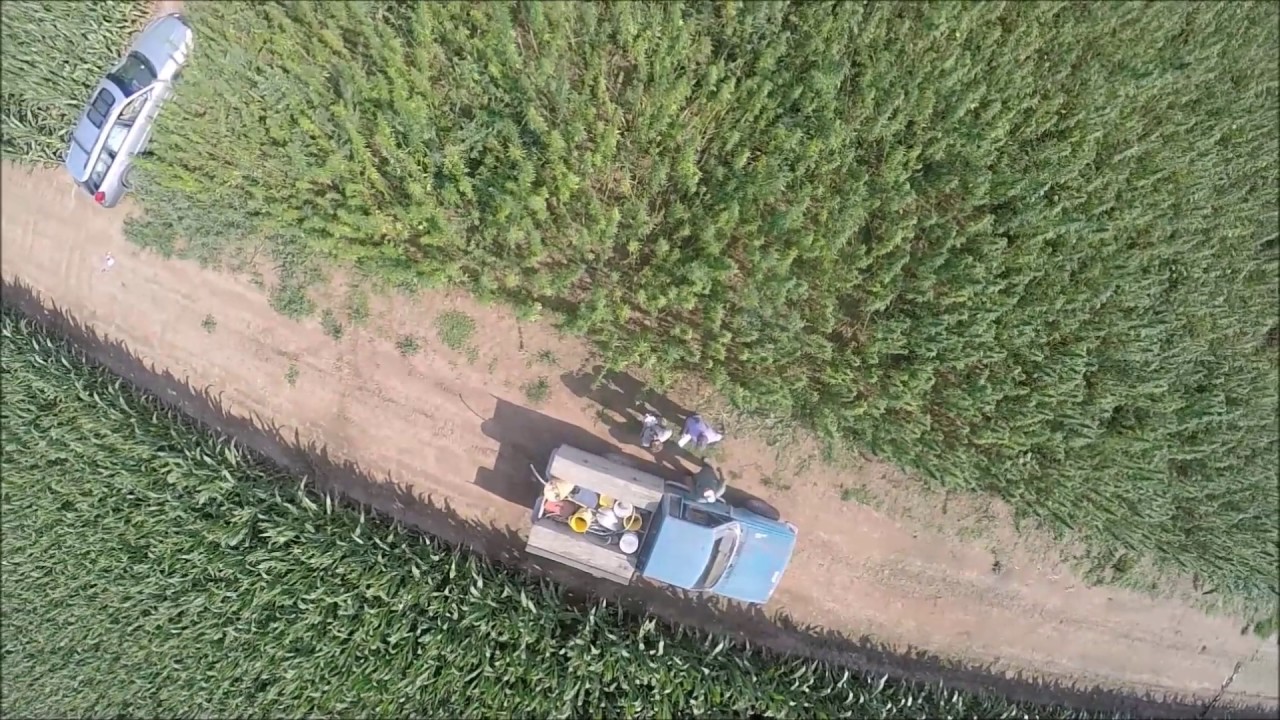 Historic 2016 Virginia Hemp Planting to Harvest Compilation - YouTube