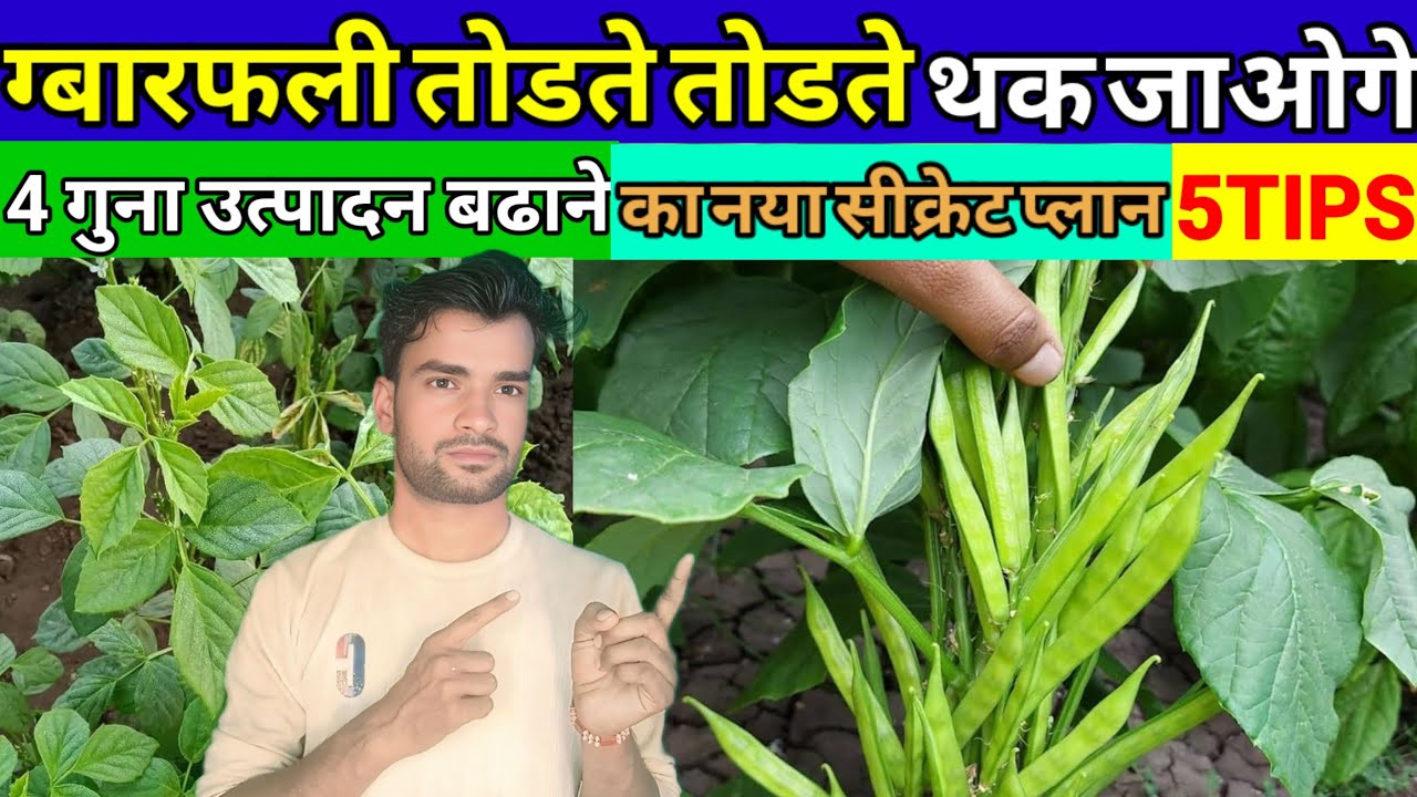 ग्बारफली मे उत्पादन बढाने का नया सीक्रेट तरीका/gwar fali ki kheti kaise ...
