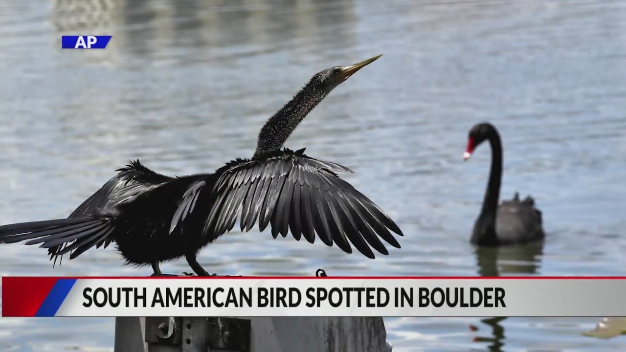 South American bird rarely seen in Colorado spotted in Boulder - YouTube