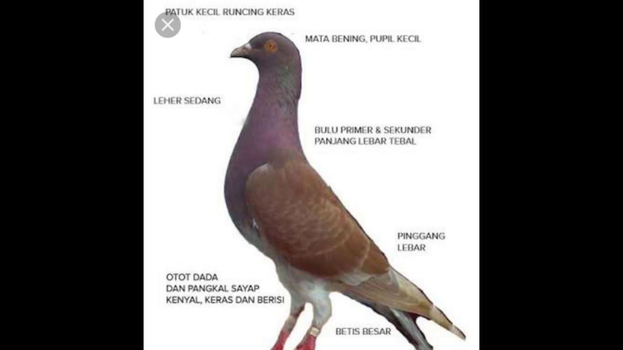 Ciri ciri merpati bagus dan contohnya - YouTube