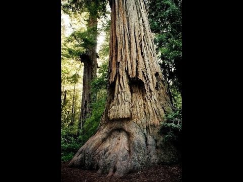 MYSTERIOUS FACES IN TREES!! Real Ents/Tree Spirits/Old Gods - YouTube