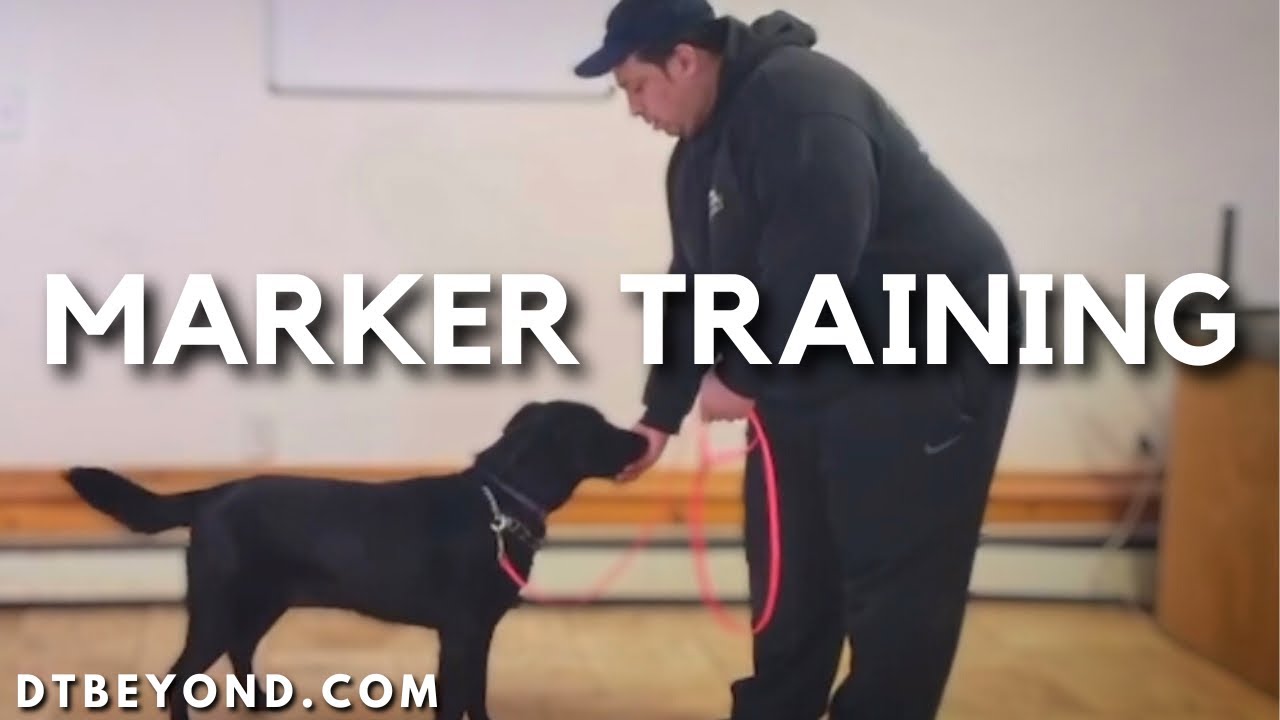 How To Marker Train Your Dog - The Easy Way - YouTube