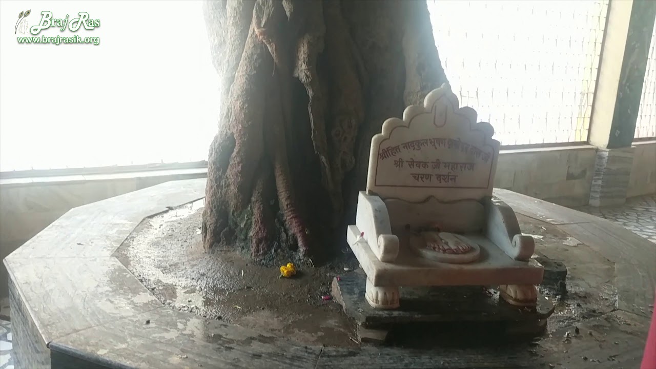 Shri Sewak Ji Merged with a tree here at Hit Raas Mandal | Braj Ras ...