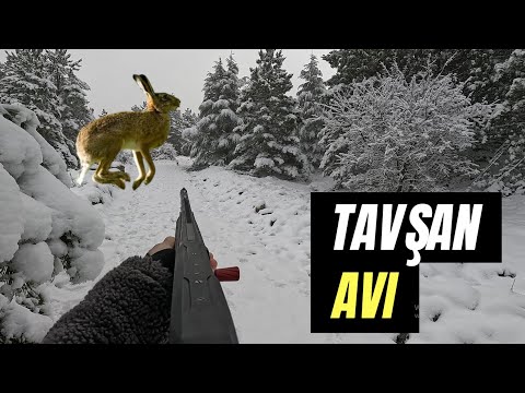 TAVŞAN AVI KARLI MERADA KOPAY KÖPEKLERİ İLE NET VURUŞ ANLARI NET KOPAYLARIN SESİ (RABBIT HUNTING)