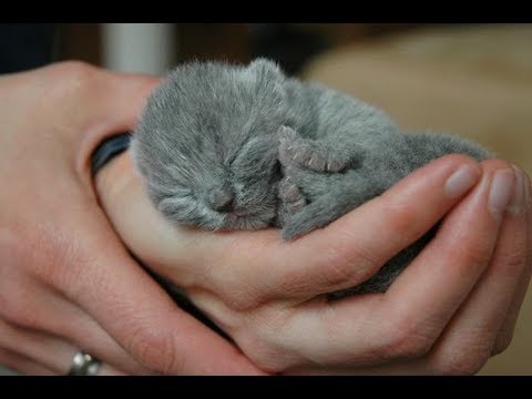 Como Criar a un gato recién nacido (Bien explicado) - YouTube