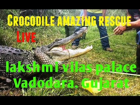 WATCH CROCODILE AMAZING RESCUE A giant crocodile captured from lakshmi ...