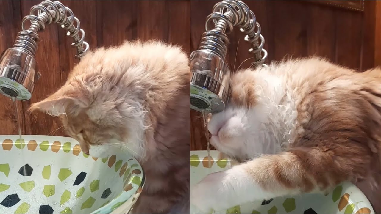 Cat Curiously Examines Dripping Water from Tap - YouTube