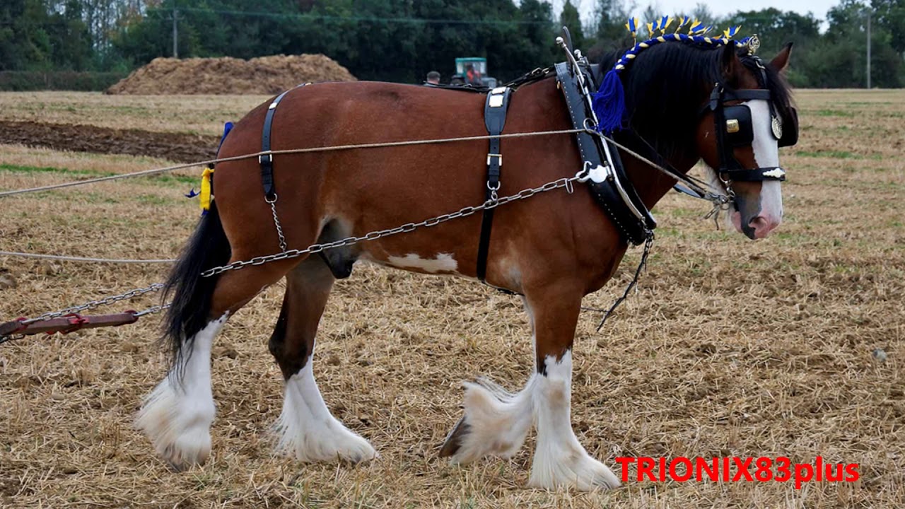 El caballo mas grande del mundo – Caballos gigantes – caballo gigante ...