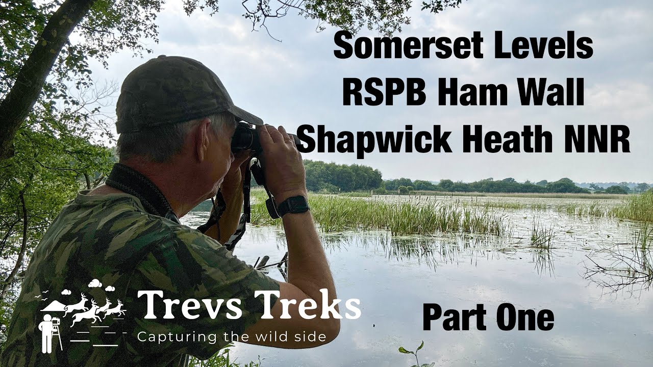 Somerset Levels RSPB Ham Wall Shapwick Heath Bird Watching ...