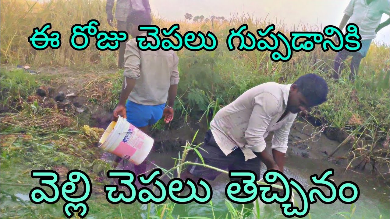 Eroju chepalu pattadanike velli chepalu thechinam #vlog 🐋🐋🐟 - YouTube
