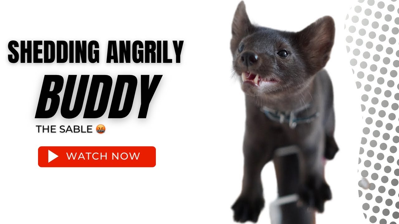 Buddy the sable is shedding angrily - YouTube