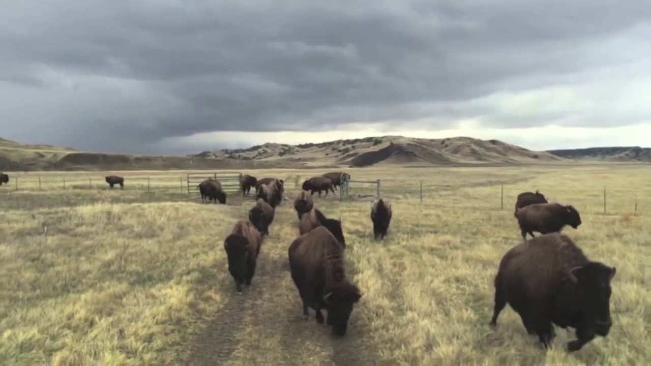 Moving Buffalo - YouTube