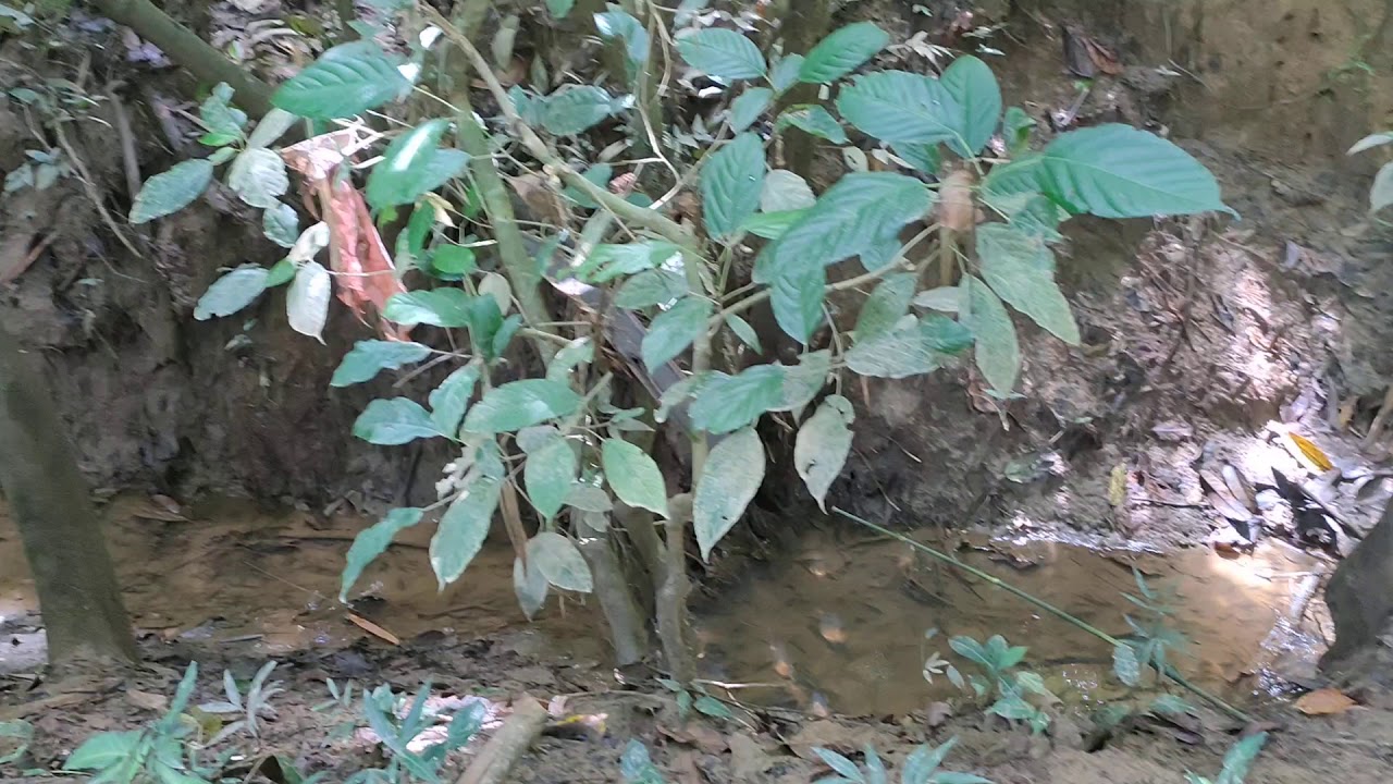 Fresh tranquil and breezy environment setting. - YouTube