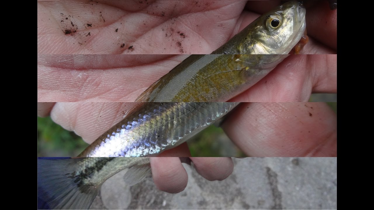 Caught my 1ST EVER DARTER: Don't Underestimate Micro-Fishing!!! (New ...