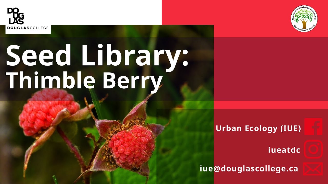 Seed Library: Thimbleberry - YouTube