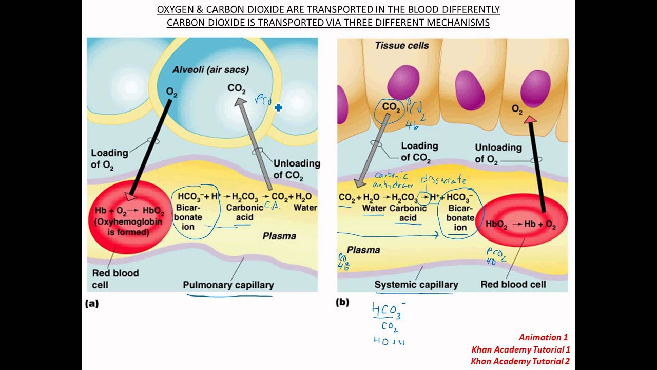 Carbon Dioxide Transport - YouTube