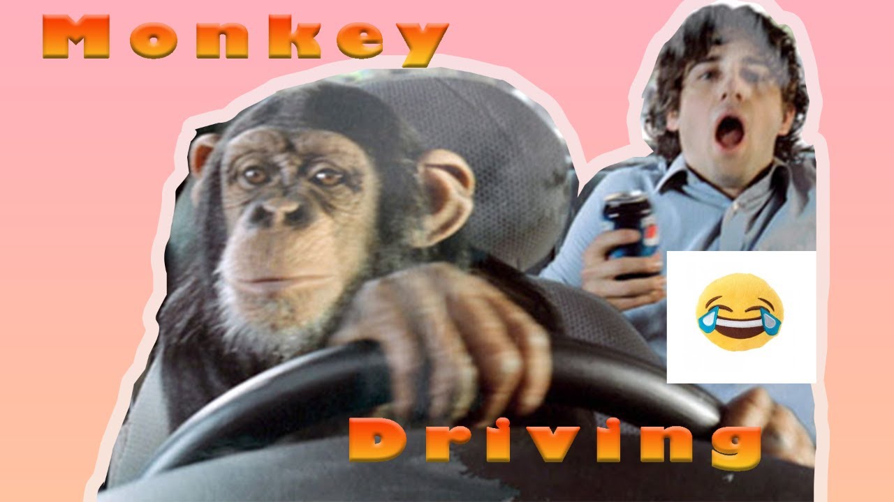 Monkey Driving Car Funny 🐵 Try Not To Laugh - YouTube