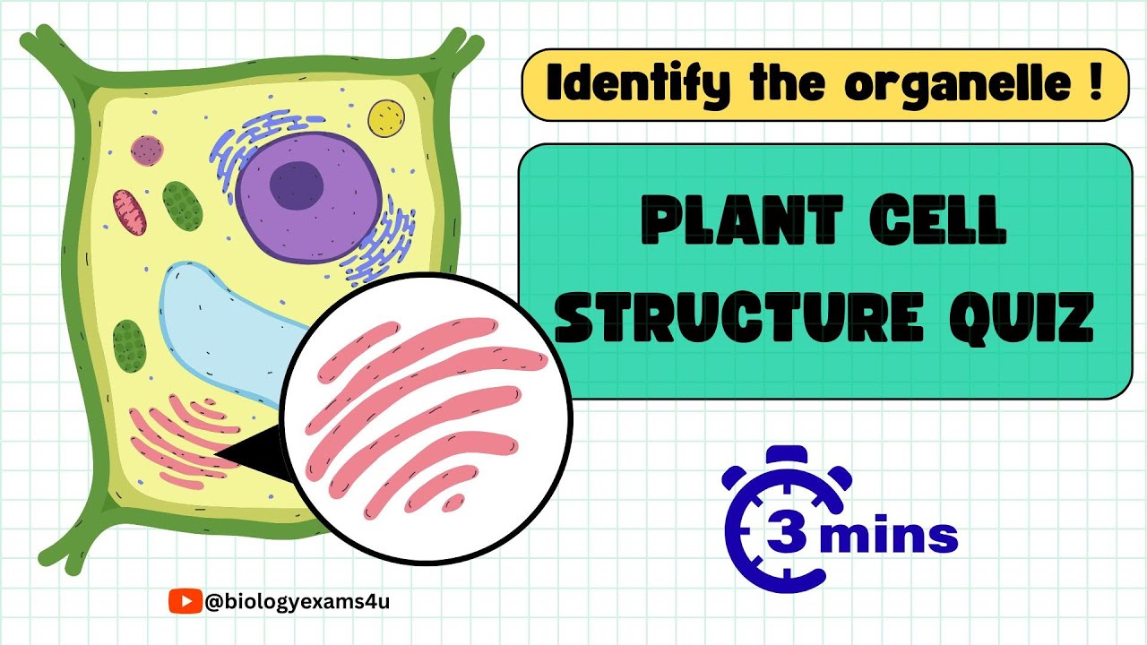 Plant Cell Structure Quiz|| Identify The Organelle in 3 seconds! - YouTube