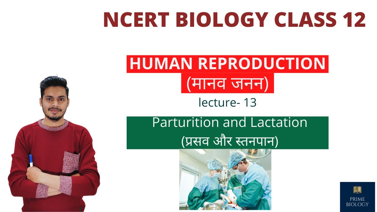 Lecture- 13: Human Reproduction Class 12 | Parturition and Lactation ...