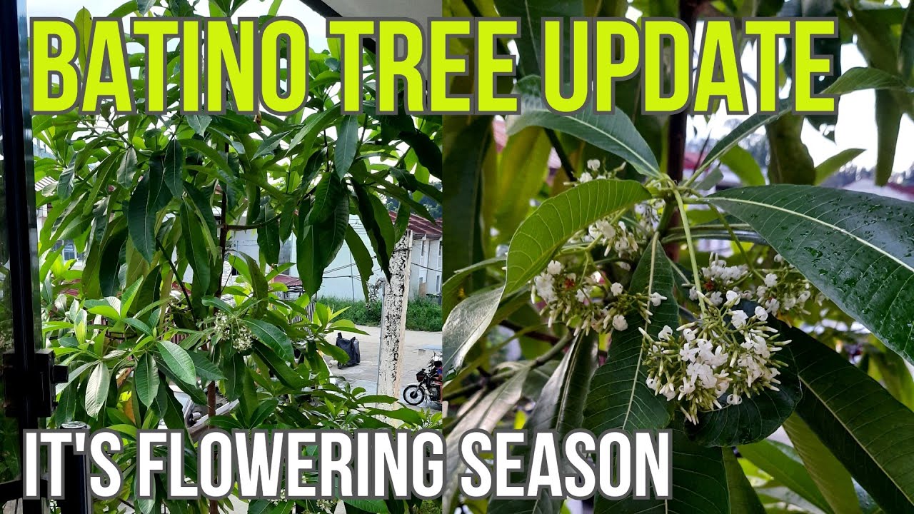 Batino Tree Update Flowering Season (Philippine Native Trees) - YouTube