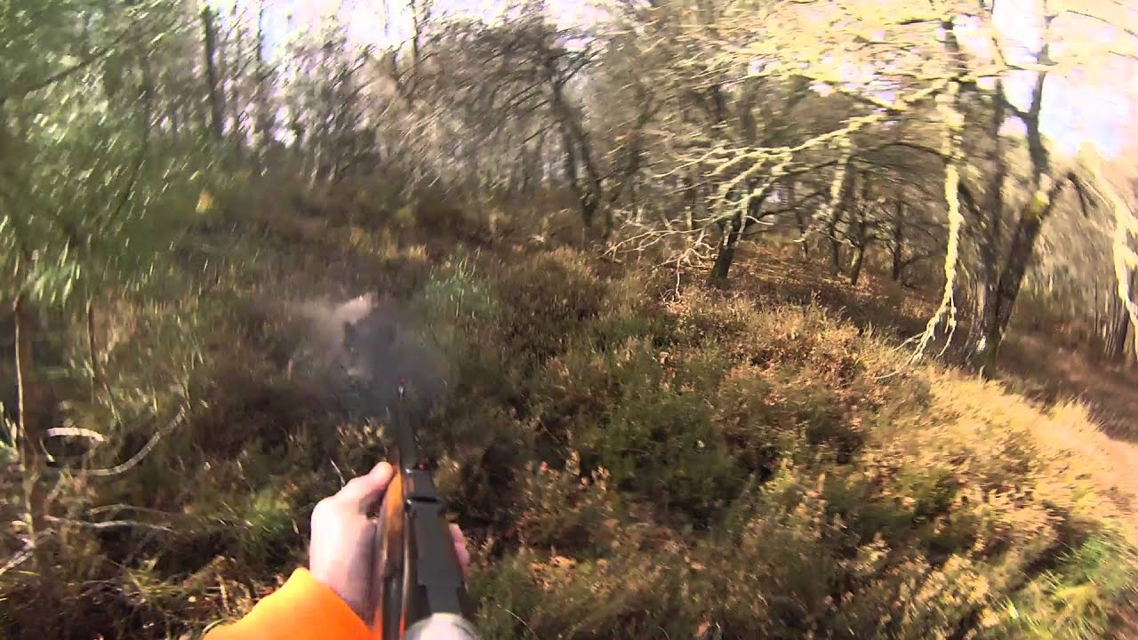 sanglier charge - Load of boar - YouTube