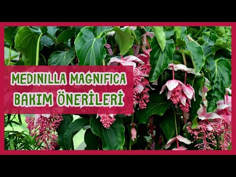 MEDINILLA MAGNIFICA / MEDİNE GÜLÜ YETİŞTİRME KLAVUZU
