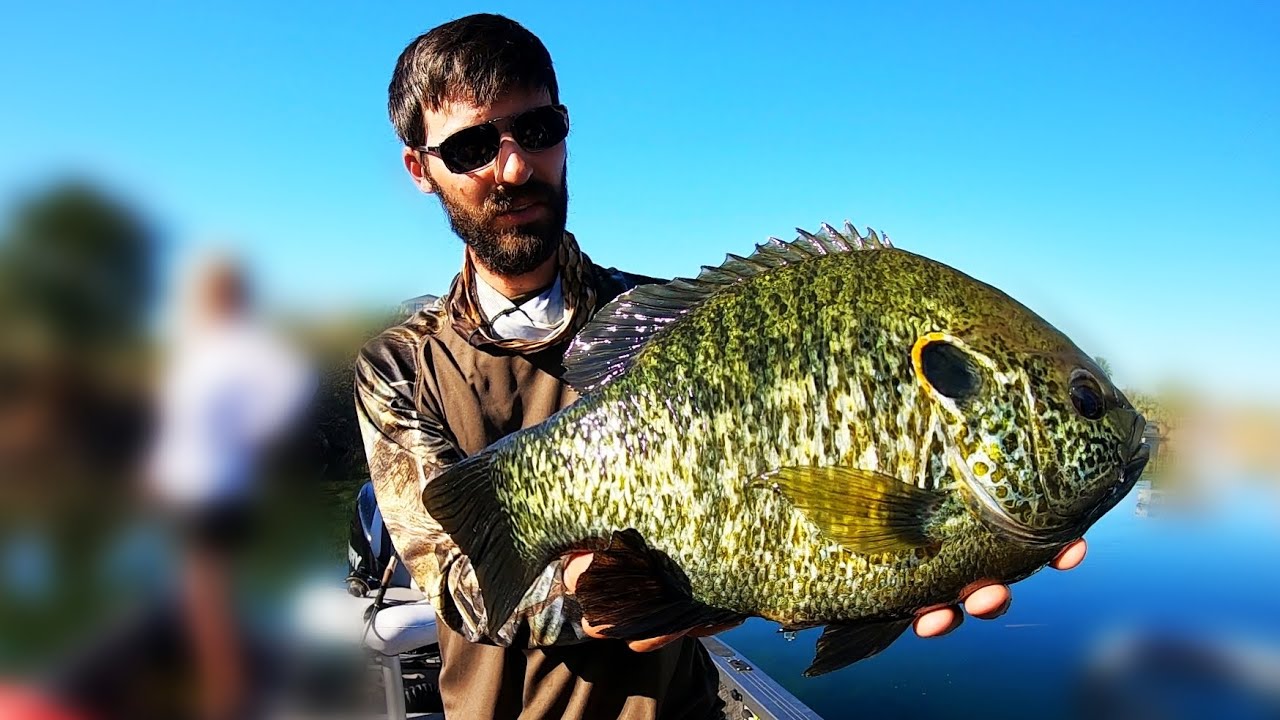 FISHING for SUNFISH OVER 2 lbs!!! - YouTube