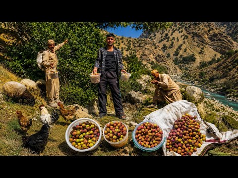 Authentic nomadic lifestyle in Iran: Collecting rare mountain wild figs🍈| Mountain wild fig harvest🌳