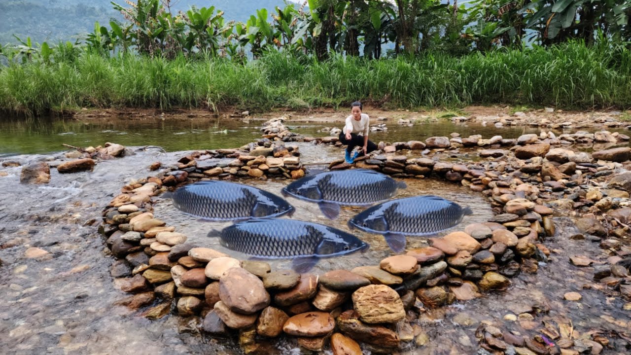 Unique way of trapping fish, Ana arranges rocks into a trap and catches ...