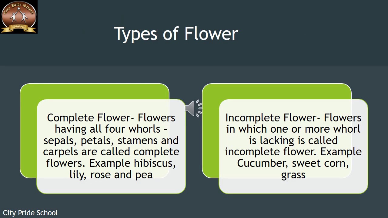 Class 6- Science - Video - Plants Form and Function 6 - YouTube