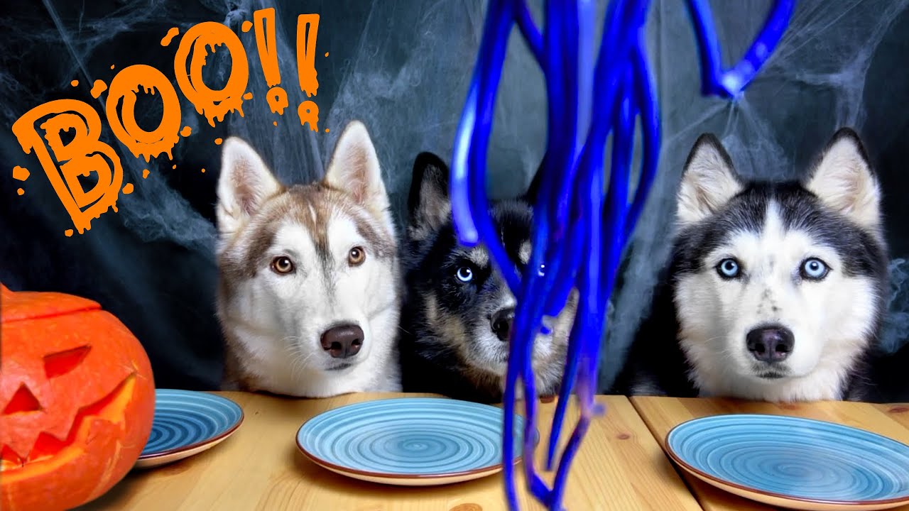 The Funniest Halloween! My Husky Dogs Taste Scary Halloween Food - YouTube