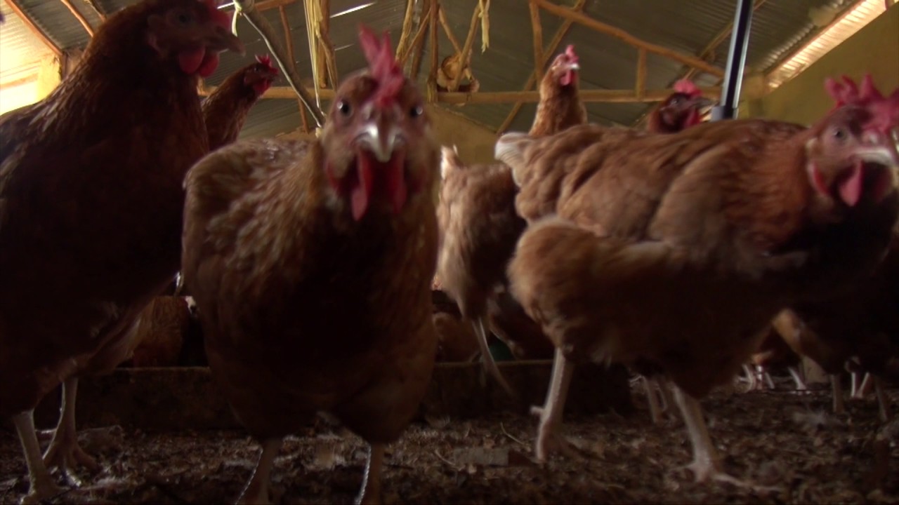 IBIRYO BY'AMATUNGO - YouTube