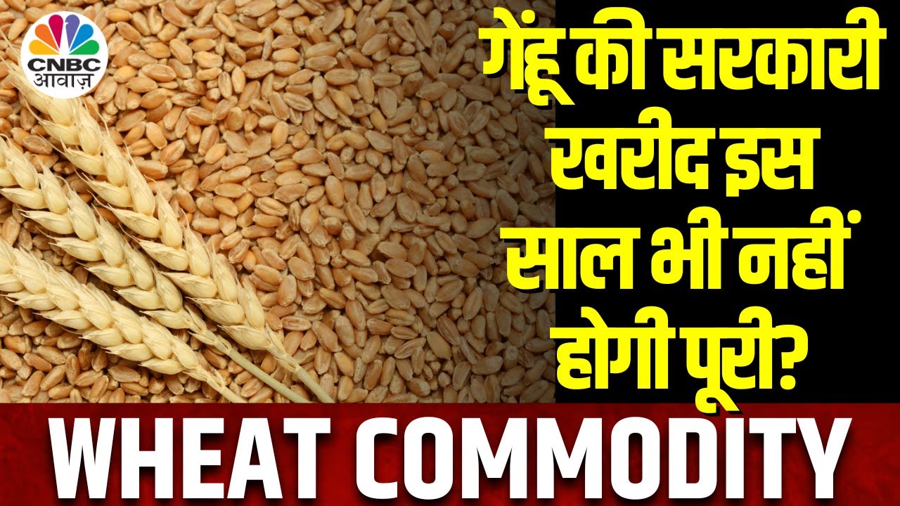 Wheat Commodity Outlook: गेंहू में 12 मई तक पिछले साल से कम खरीदारी ...