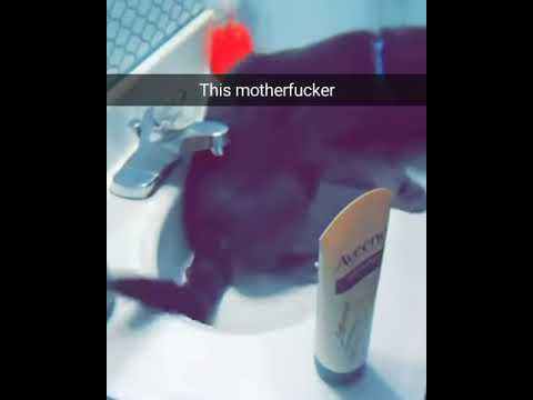 My dumbass cat pooping in the sink - YouTube