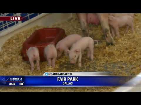 See baby animals in the state fair petting zoo - YouTube