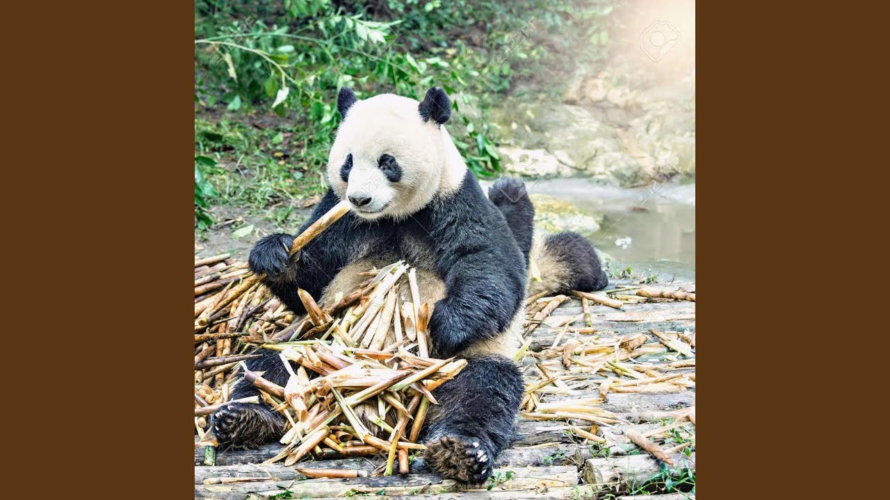 FLIPPY FLOPPERS - YouTube