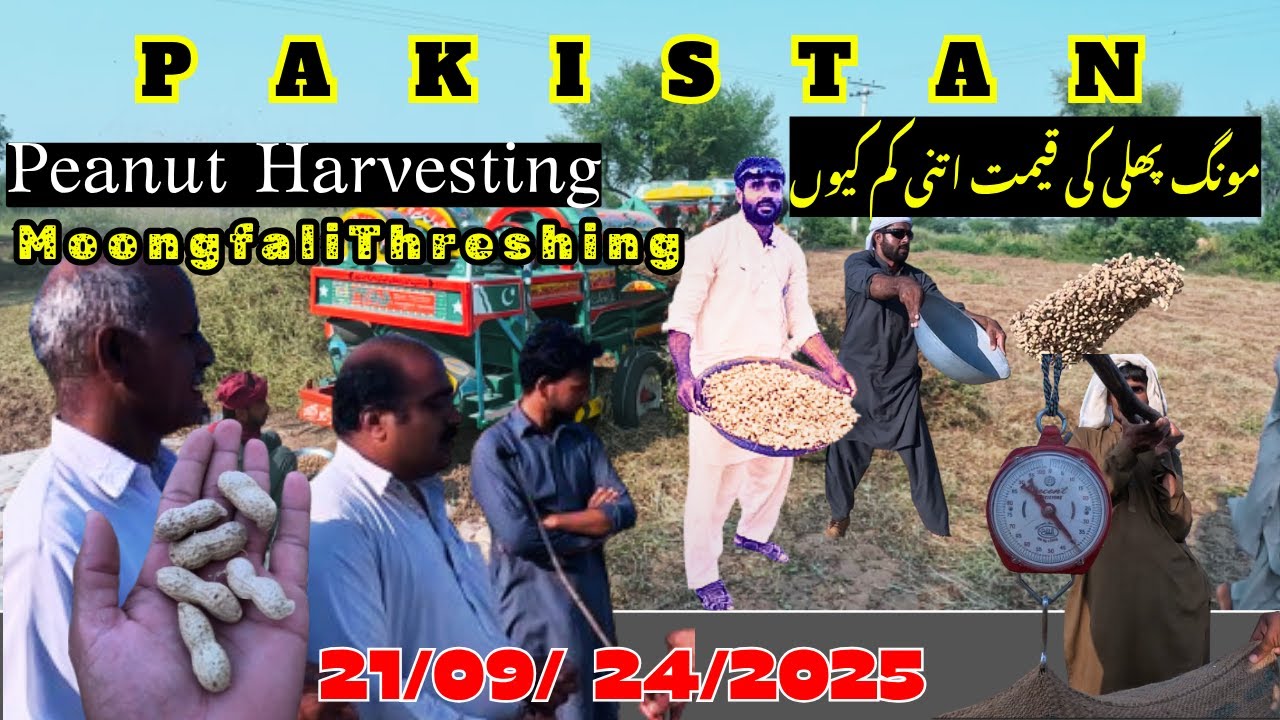 Peanut Harvesting | Moongfali ka gaha | Peanut price | Moongphali price ...