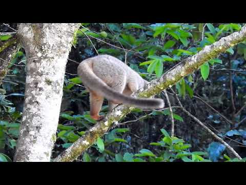 Lemur Red fronted 1128 32